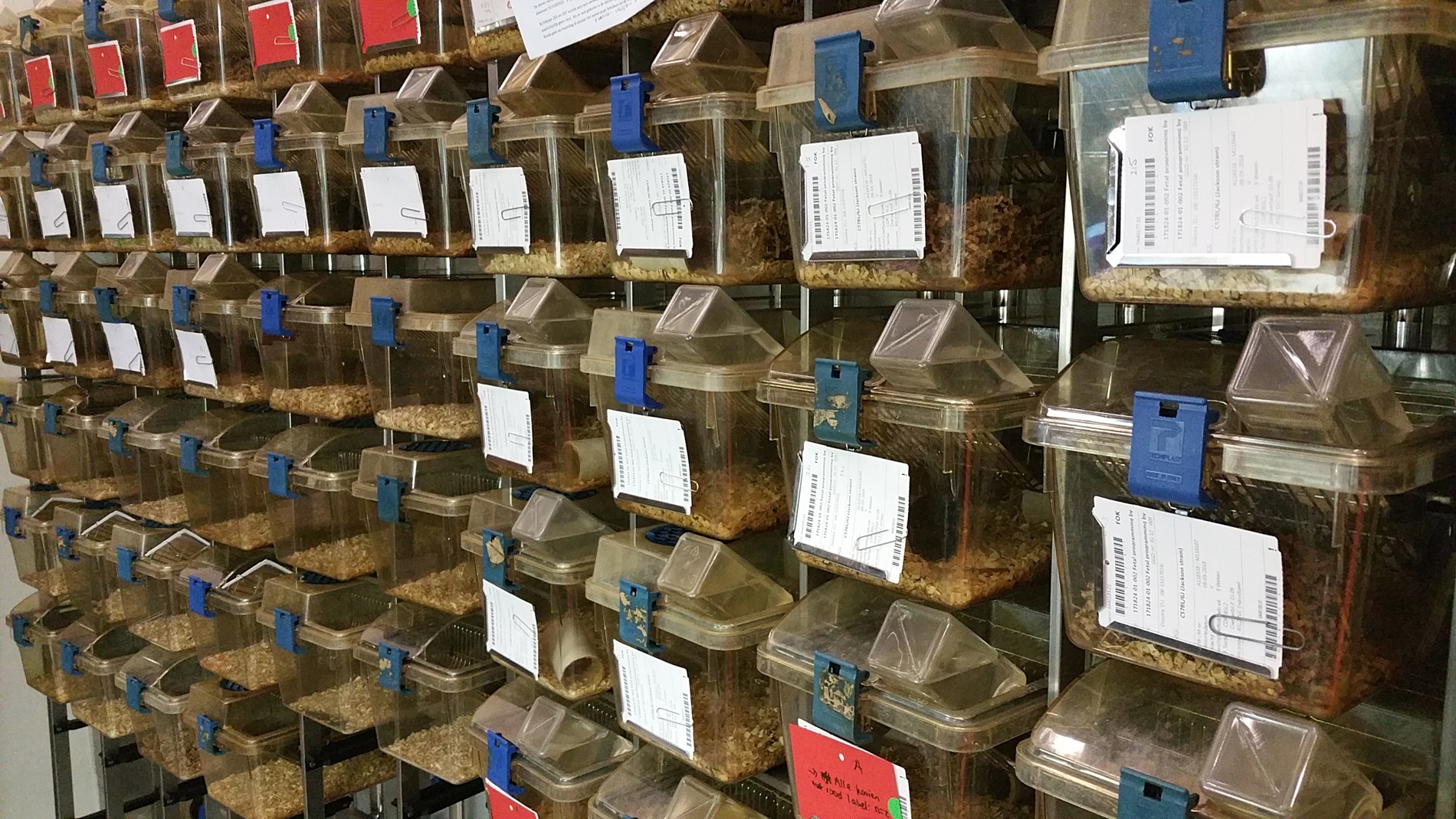 Open over dierproeven - VKS Wisselstof